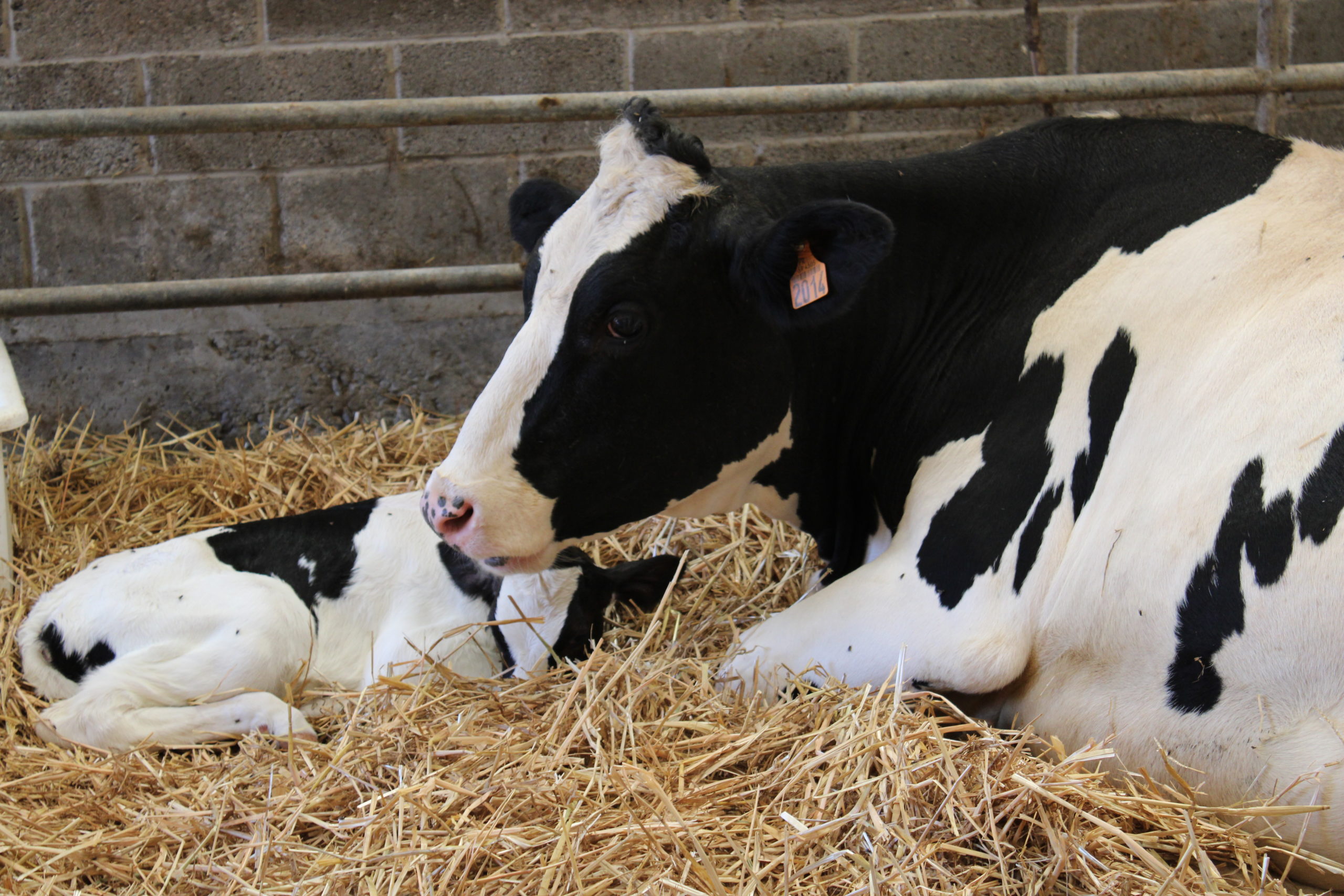 Aliments BOVINS - Découvrez la gamme Novial