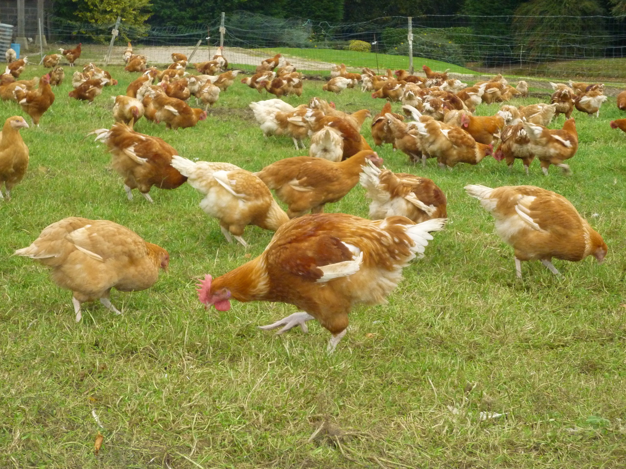 Aliments VOLAILLES DE CHAIR - Découvrez la gamme Novial