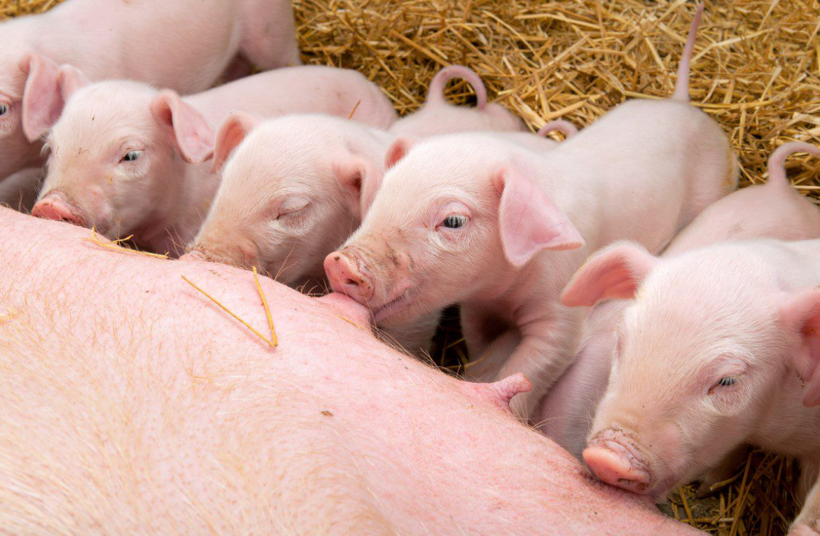 Aliments Porcs - Découvrez la gamme Novial