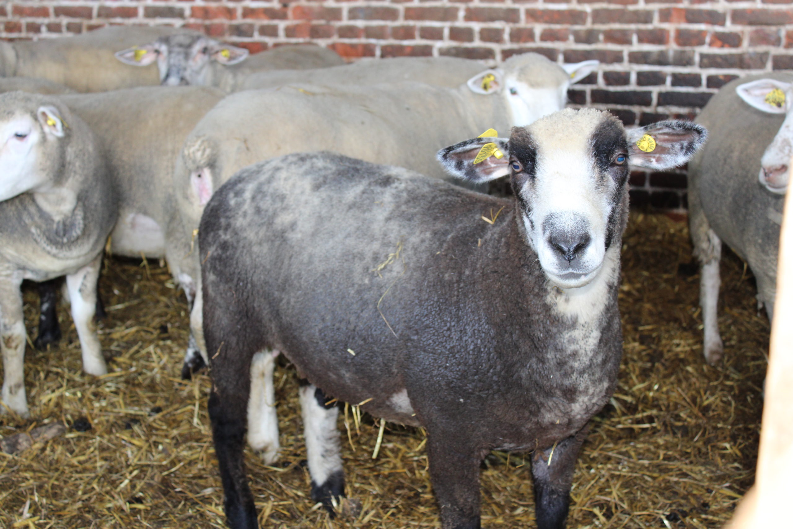 Aliments PETITS RUMINANTS - Découvrez la gamme Novial