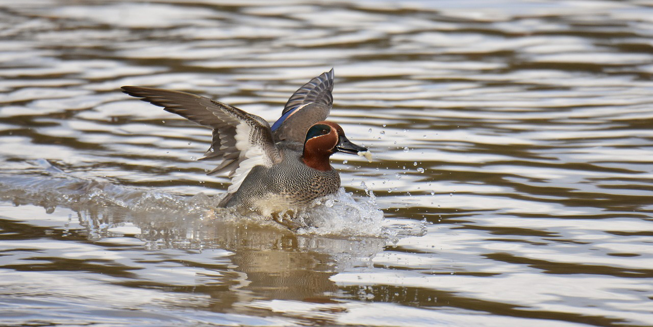 Aliments GIBIER - Découvrez la gamme Novial